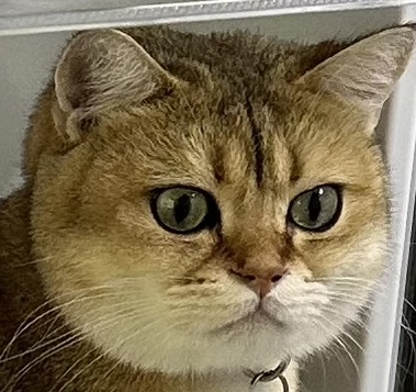 Get Started With CodeHS | CodeHS